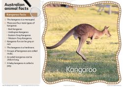 Springboard Stories - Australia animal fact cards