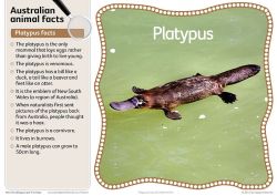 Springboard Stories - Australia animal fact cards